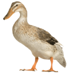 50+ Bird Names with Pictures and Pronunciation - Blue Grammar